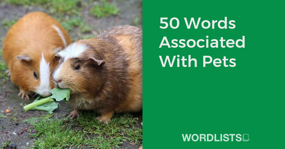 50 Words Associated With Pets 50 Words Associated With Pets